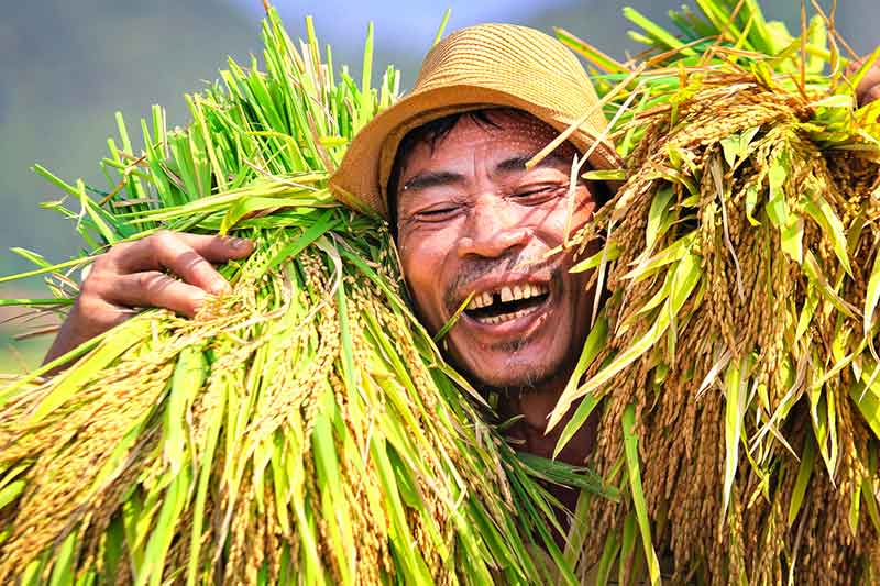 Le riz vietnamien, bien plus qu'une simple denrée alimentaire
